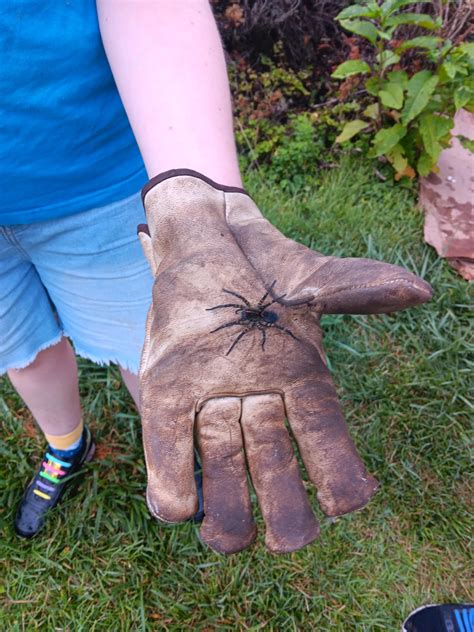 Big Ass Spider Found In A Junk Pile We Were Removing From The Back Yard Appalachian Region Of