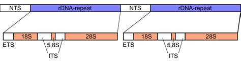 Angiosperm Phylogeny Based On 18s26s Rdna Sequence Data Constructing
