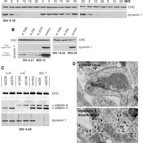 Immunofluorescence Analysis Of Dynamin 1 Expression In Control And