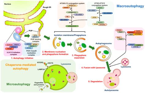 Schematic Diagram Of The Autophagy Pathway There Are Three Main Types