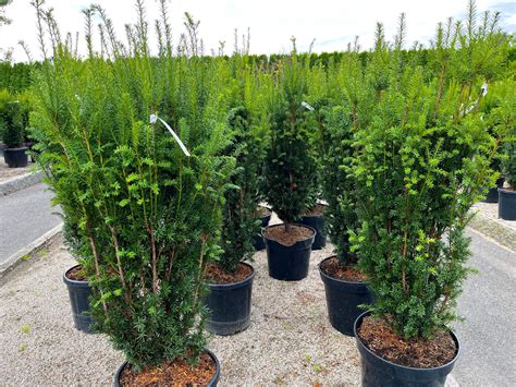 Barlind Plantebørsen