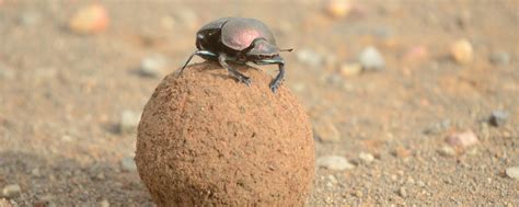 Biodiversity In Landscape Mosaics Local Land Use Landscape And Dung Beetle Assemblages The