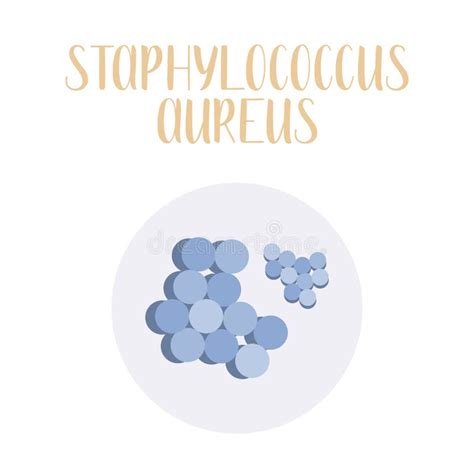 Staphylococcus Aureus Pathogen Spherical Gram Positive Bacteria Morphology Microbiology