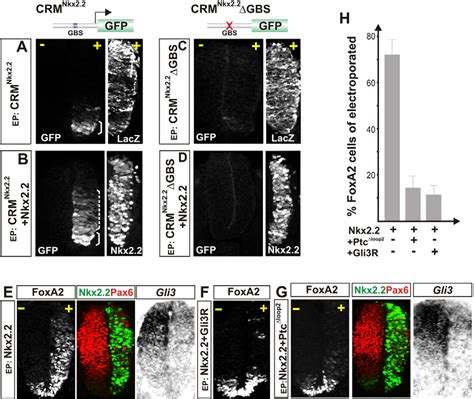 Figure 4 From A Homeodomain Feedback Circuit Underlies Step Function