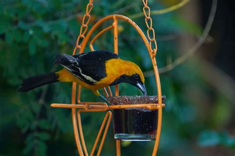 What Orioles Eat And How To Attract Them