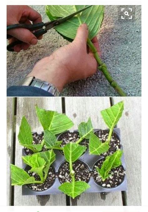 Propagating Hydrangeas Plant Addicts Artofit
