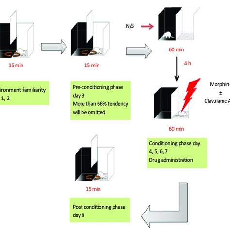 Schematic Representation Of Extinction And Reinstatement Of Place Download Scientific Diagram