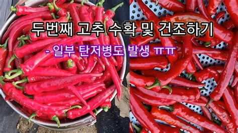 두번째 고추 수확하고 건조하기 고추수확 건조하기 꼭지따주기 탄저병 Youtube