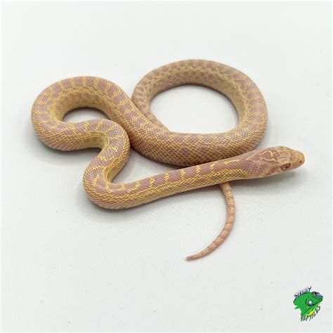 Serpente Gopher Neonato