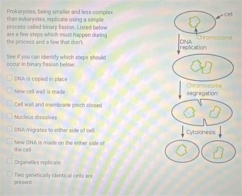 Solved Prokaryotes Being Smaller And Less Complex Than Eukaryotes