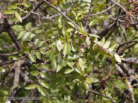 What Is The Meaning Of The Terebinth Tree In The Bible At Brian