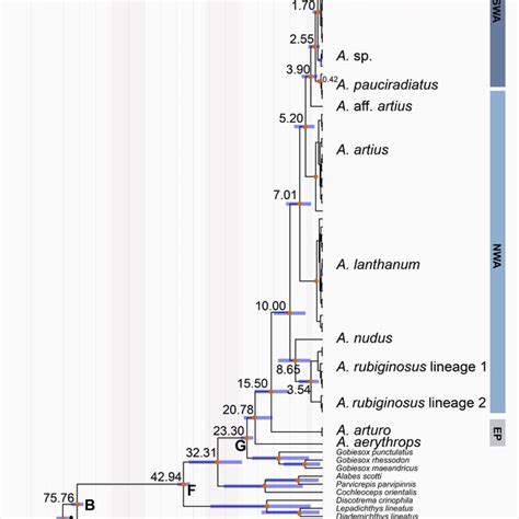 Bayesian Estimates Of Divergence Time Based On The Mitochondrial Coi
