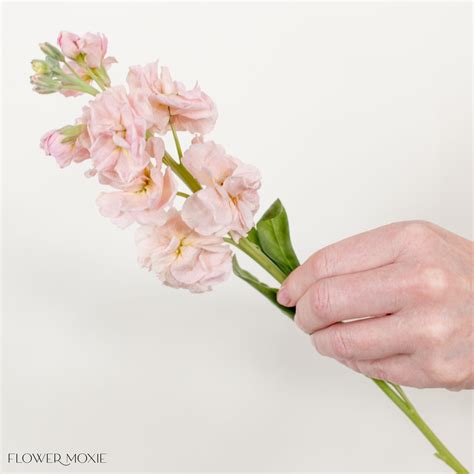 Stock Flowers Bulk Fresh Wedding Flowers Online Flower Moxie