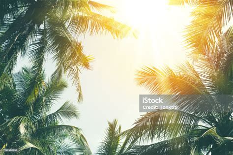 일몰 하늘과 구름 추상적 인 배경에 태양 빛 실루엣 열대 야자수의 공간을 복사합니다 여름 휴가 와 자연 여행 모험 개념 빈티지 톤 필터 효과 색상 스타일입니다 0명에 대한