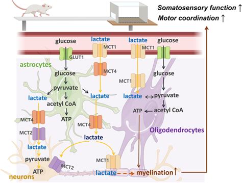 Lactate Promotes Remyelination Through Exogenous Lactate Injection And Download Scientific