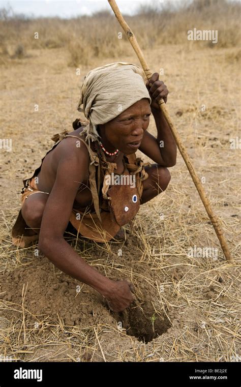 Naro Bushman San Digging Up An Edible Root Central Kalahari