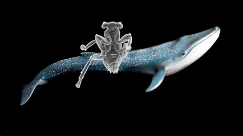 Das Sind Die Kleinsten Und Die Grössten Tiere Der Welt