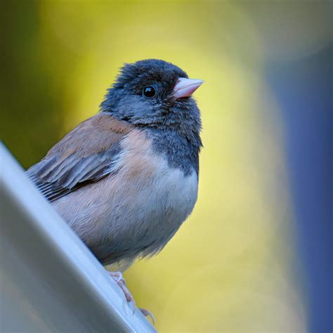 Definitive Guide To Dark Eyed Junco Facts Habitat Conservation Status