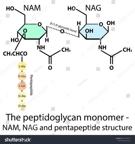 Nam Nag Pentapeptide Structure L Ala D Glu L Lys Stock Vector Royalty