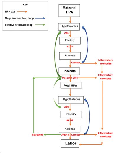 HPA Mechanism Involved In Labor Download Scientific Diagram