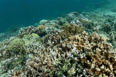 El Regreso De La “mancha” Una Ola De Calor Marina Amenaza Los