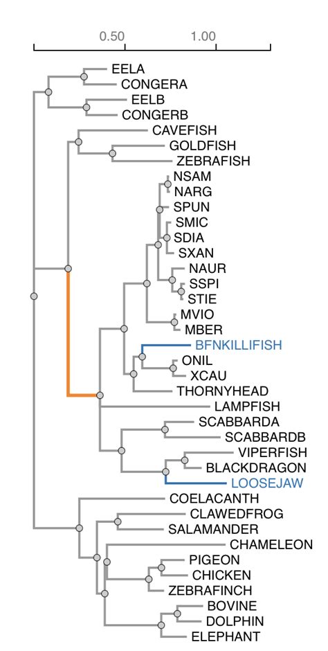 Labeling Phylogenetic Tree Programatically · Issue 40 · Veghyphy