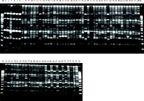 The Genotypic Profile Of The 74 Sugarcane Genotypes As Generated By