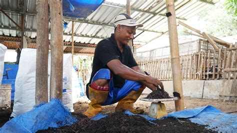 Budidaya Cacing Perawatan Mudah Untungnya Melimpah