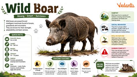 Wild Boar Facts Diet And Habitat Guide