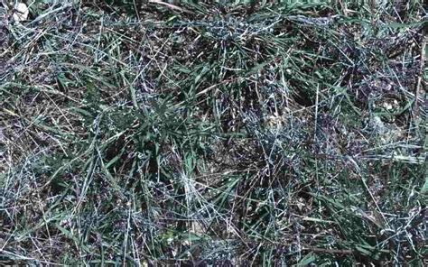 Deepweeds A Multiclass Weed Species Image Dataset For Deep Learning