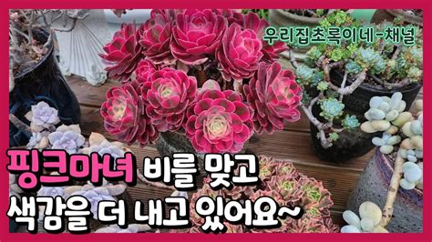 비를 맞고 핑크마녀가 더 색감을 내고 있어요~ 미원물을 먹인 호야가 금방 꽃망울을 키웁니다 핑크마녀 호야 옥상다육