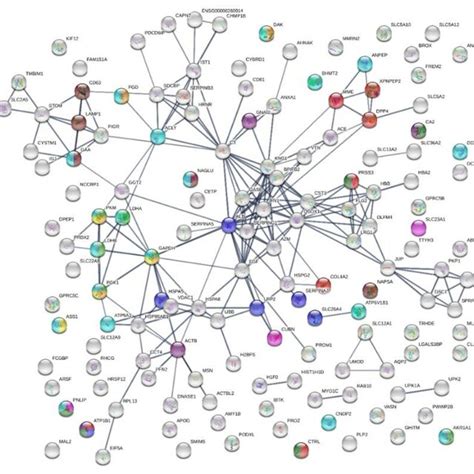 Protein From Enriched Pathways In String Network Download Scientific Diagram