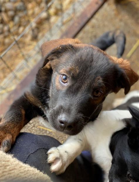 Bisquit Bv Glücksfellchen Tierhilfe Ev