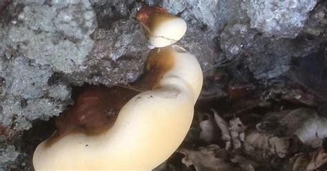 Ganoderma Resinaceum Album On Imgur