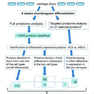 Overview Of Proteomics Analysis Based On The 3 400 Identified Download Scientific Diagram
