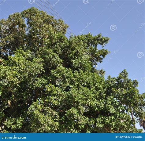 The Beautiful Ficus Sycomorus In Farmland Stock Image Image Of