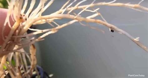 How To Get Rid Of Root Aphids Naturally