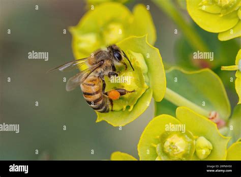 Hive Bees Bumble Bees Honey Bees And Orchid Bees Apidae Wild Bee Pollenload At Spurge
