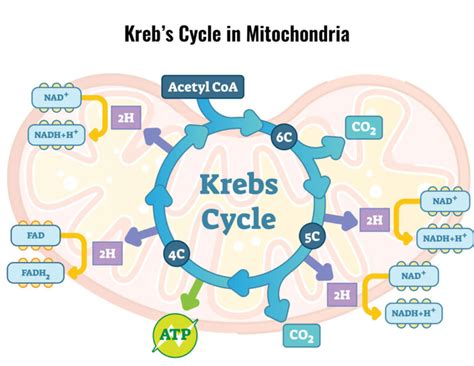 Aerobic Respiration The Krebs Cycle Aerobic Exercise Explained