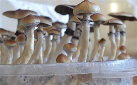 Розсилав по всій Україні у Києві росіянин вирощував небезпечні гриби Вечірній Київ