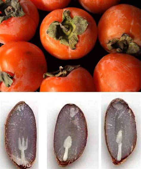 ნანა ქომეთიანი ჩვენი ხურმა თუ კარალიოკი მოკლედ რაც