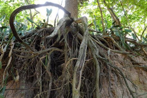 Tree With Twisted Roots Stock Image Image Of Ecology 107050465