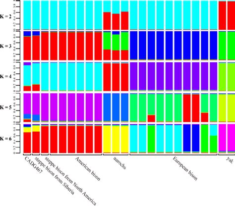 Genetic Structure Of Extinct And Extant Bison Aurochs And Yak Using