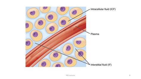Extracellular Fluids Ecf Intracellular Fluids Icf Total Body Water General Physiology