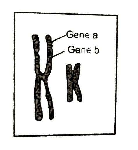 Given Below Is A Highly Simplified Representation Of The Human Sex Chr