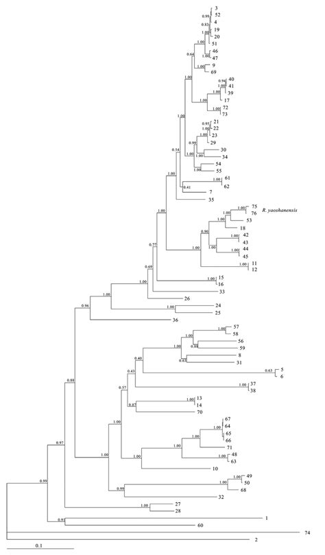 bayesian inference tree based on 12s rrna and 16s rrna mitochondrial