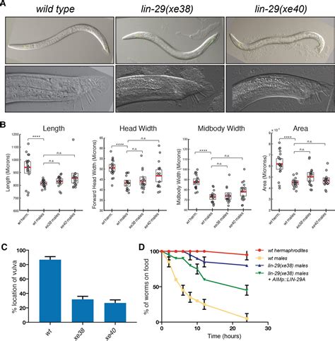 Figures And Data In Timing Mechanism Of Sexually Dimorphic Nervous System Differentiation ELife