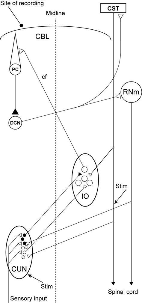 Experimental Set Up And Schematic Diagram Outlining The Anatomical