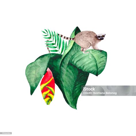 녹색 열대 잎 꽃과 줄무늬 여우원숭이 수채화 구성 엽서 인사말 초대장 및 독창적 인 디자인 아이디어에 대한 그림 관광에 대한 스톡 벡터 아트 및 기타 이미지 Istock