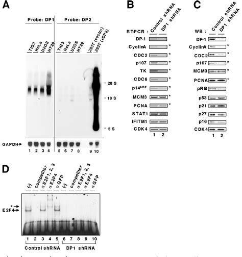Figure 2 From Reduction Of Total E2f Dp Activity Induces Senescence Like Cell Cycle Arrest In